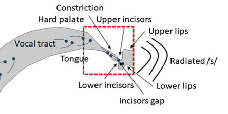 Sibilant fricatives: /f/, /s/… | ANR ArtSpeech